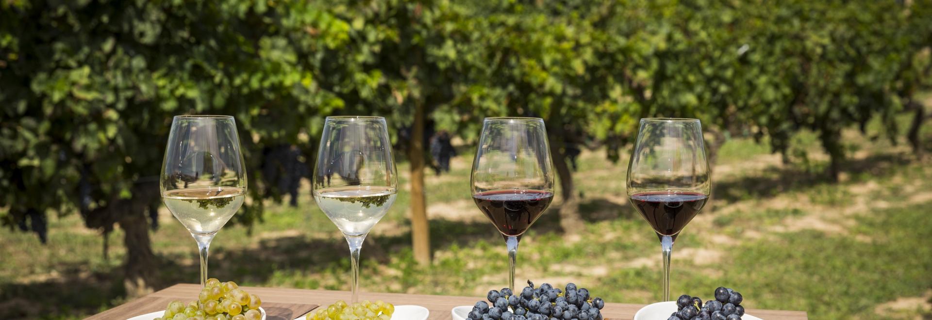 Familia Torres propone tres experiencias para vivir la vendimia en el Penedès | Familia Torres ...